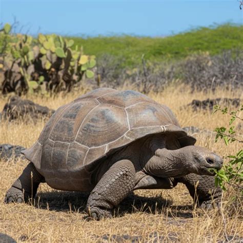 15 Fun Facts About Glass Frogs