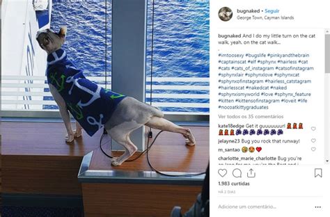 Bug Naked A Elf Sphynx Que Viaja Pelo Mundo De Cruzeiro Cats Ptmagazine