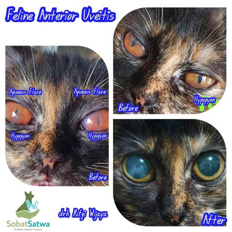 Pengobatan Mata Kucing Sobat Satwa