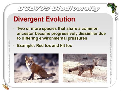 Ppt Evolution Patterns Of Similarity And Divergence Powerpoint Presentation Id9530735