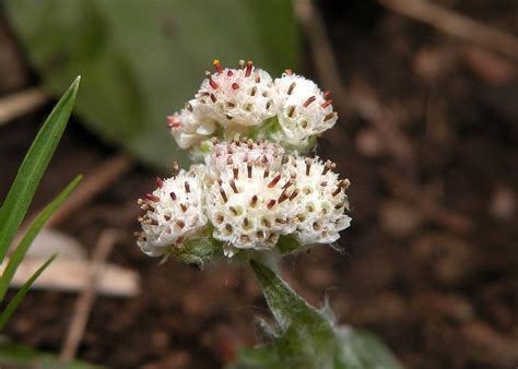 Antennaria Plantaginifolia Identification Health Benefits Uses