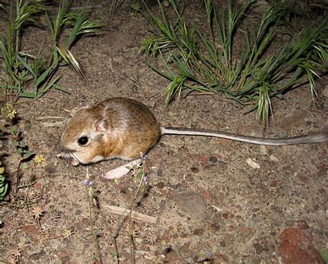 Pale Kangaroo Mouse Wikipedia