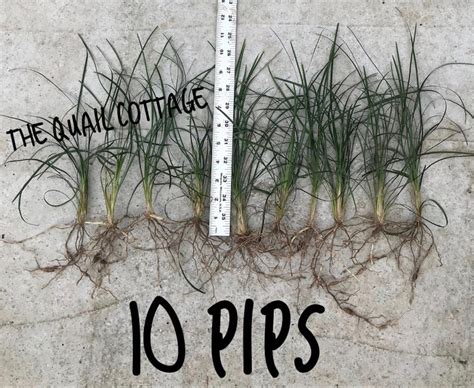 Standard Mondo Grass 50 Pips A Great Alternative To Turf Etsy