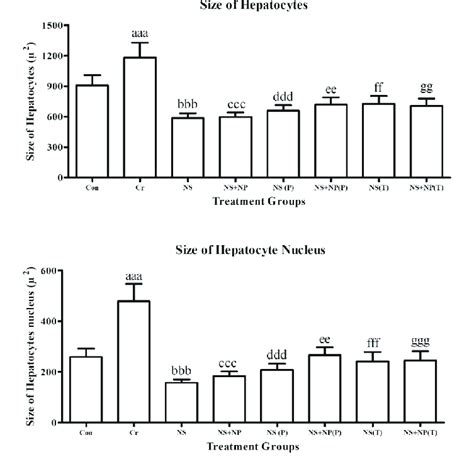 Analysis Of Hepatocyte And Their Nucleus Size Measurement In Download Scientific Diagram