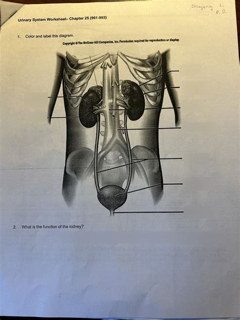 Urinary System Diagram Diagram Quizlet