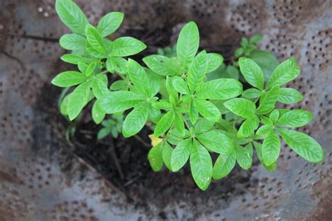 Cleome Seedlings