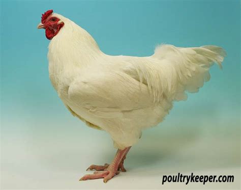 Ixworth Chickens