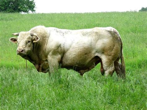 Bull Vs Ox What S The Difference Main Difference