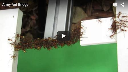 This Living Bridge Built By Army Ants Just Might Make Your Skin Crawl