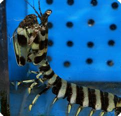 Bumble Bee Mantis Shrimp Zebra Mantis Shrimp Lysiosquillina Maculata
