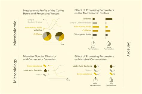 The Role Of Microorganisms In Coffee Fermentation