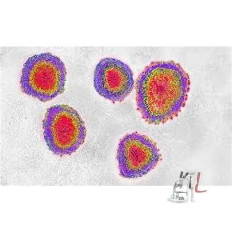 Phase Contrast Inverted Microscope इनवर्टेड माइक्रोस्कोप Labpro