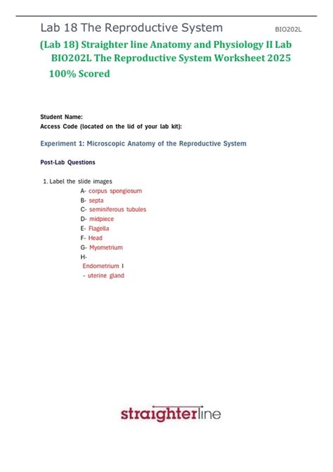 Lab 18 The Reproductive System Bio202l Lab 18 Straighter Line Anatomy