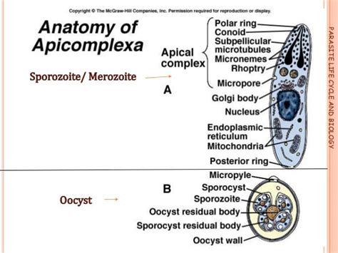 Cell Biology Of Cryptosporidium