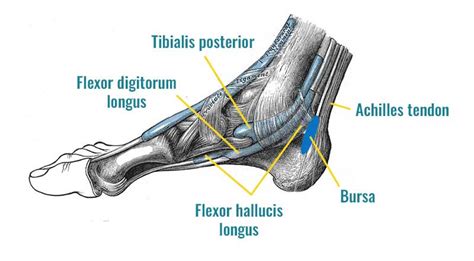 Achilles Tendon Foot Diagram