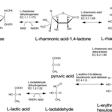 Fungal Pathway For L Rhamnose Catabolism The Intermediates And En