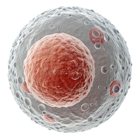 Human Egg Cell 3d Modeling Stock Illustration Illustration Of Modeling