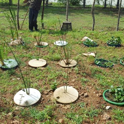 Field Experiment Layout Image Taken July 2017 Download Scientific