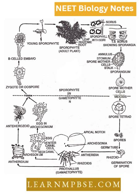 Neet Biology Notes Pteridophyta Learn Mpbse