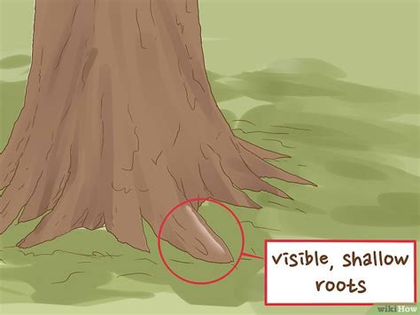 How To Identify Elm Trees