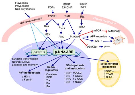 Signaling Pathway Alzheimers Disease At Jane Rodriquez Blog