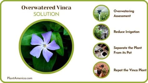 Overwatered Vinca Guide To Reviving The Dying Plant Plant America