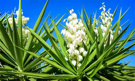 Yucca Flower Is The New Mexico State Flower Flora Queen