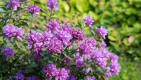 Premium Photo | Cecelia flowering in the garden with copy space