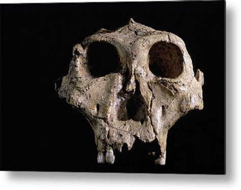Australopithecus Aethiopicus Skull