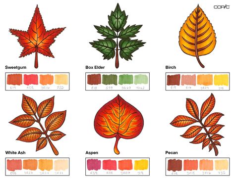 Leaf Drawing Color