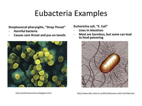 Eubacteria Examples