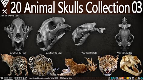 3d Model 20 Animal Skulls Collection 03 Vr Ar Low Poly Cgtrader