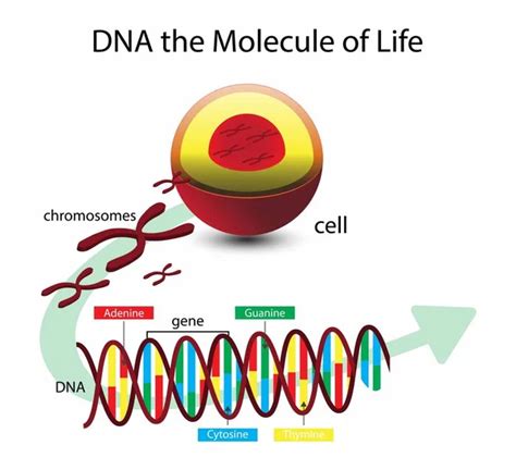Illustration Biology Sexual Reproduction Sexual Reproduction Stages