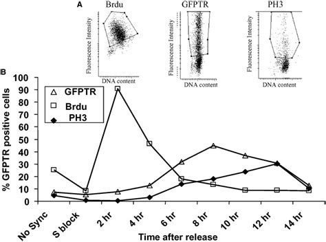 Expression Of Gfptr During G 2 M Phase Of The Cell Cycle A