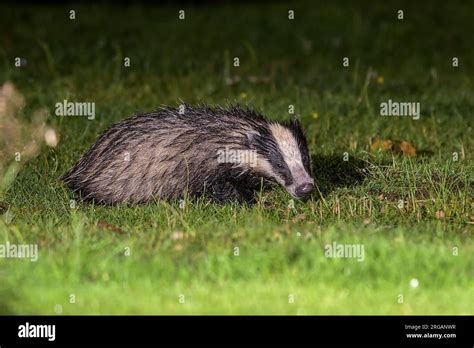 Tassi Sullerba Bagnata Immagini E Fotografie Stock Ad Alta Risoluzione Alamy