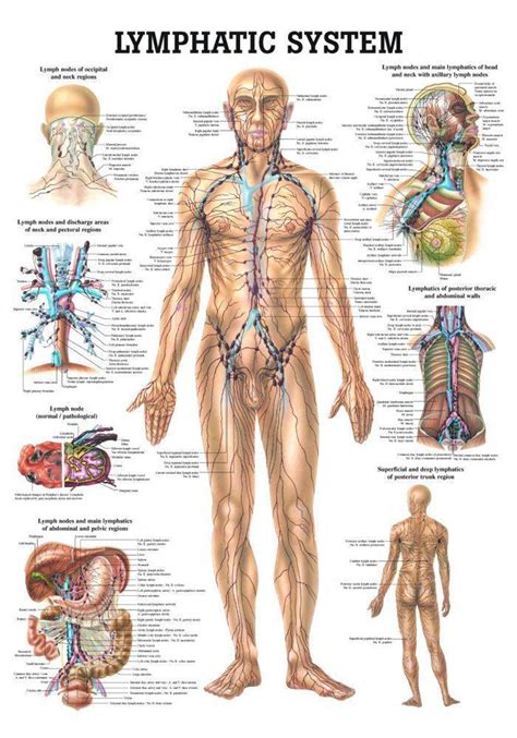 Lymph Nodes Diagram Neck