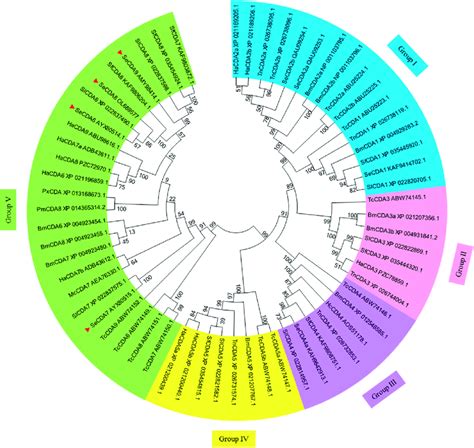 phylogenetic tree of the cda amino acid residue sequence of s exigua