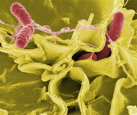 Natural Food Preservative From Bacteria Isolated By Scientists Ffoods