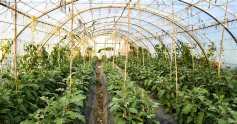 Capacitive Desalination For Agriculture Using Biochar Institute Of Energy And The Environment