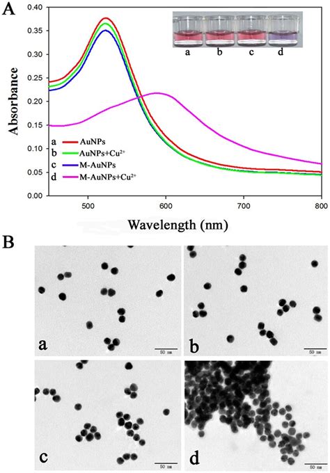 A Optical Absorption Spectra Of Gold Nanoparticle Aunp Solutions
