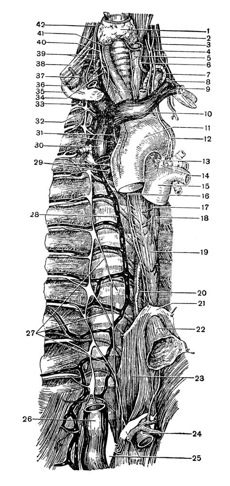 Анатомічний атлас людини Анатомічний атлас російською мовою Ru Анатомічний атлас