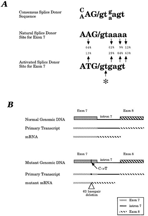 A Sequence Comparison Of The Activated Cryptic Splice Site To The