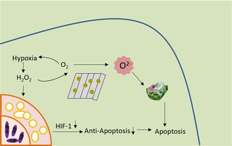 Nanozyme Based Disease Diagnosis And Treatment