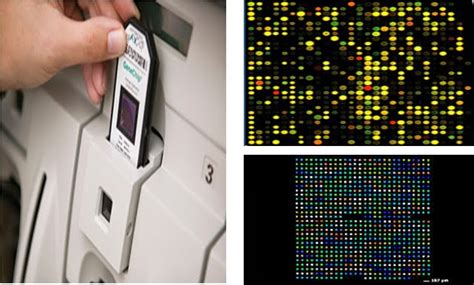 Dna Microarray Types Strategies And Applications Bio Resource