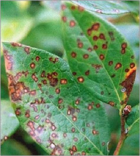 Blueberry Leaf Rust Blueberry Field Guide