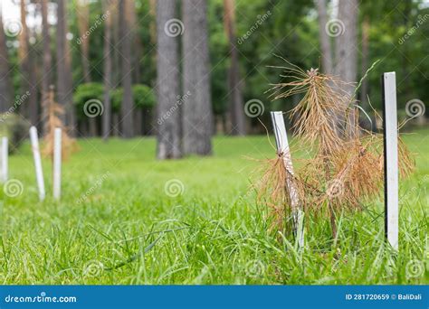 Small Dry Seedlings Of Pine Trees In The Park Forest Planting Concept Arid Climate And
