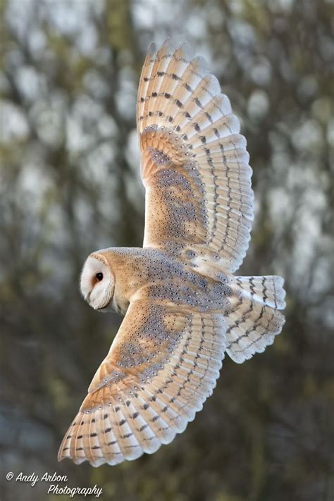 Majestic Barn Owl In Flight