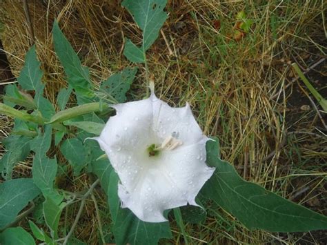 What Is The Difference Between A Moonflower And Morning Glory At Cathy