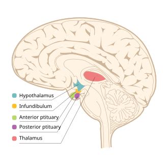 Thalamus Hypothalamus And Basal Ganglia