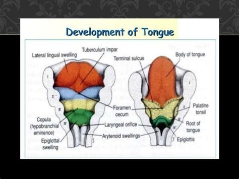 Human Tongue Taste Papillae And Their Afferent Nerve